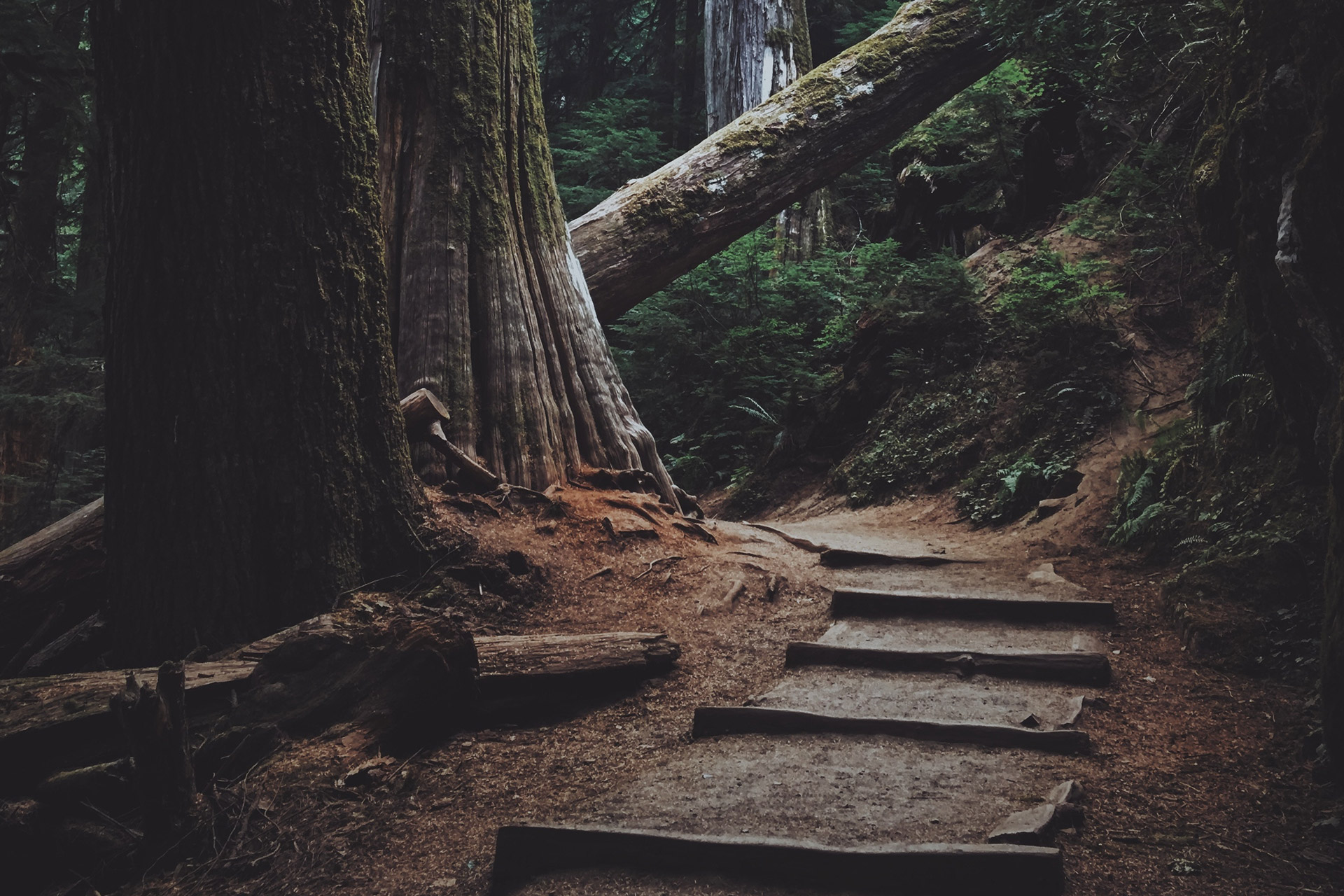 Bike Parks & Flow Trails – IMBA Canada